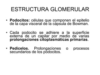 Histologia del sistema urinario | PPT