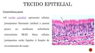 Histologia Animal - Tecido Epitelial e Tecido Conjuntivo. | PPT