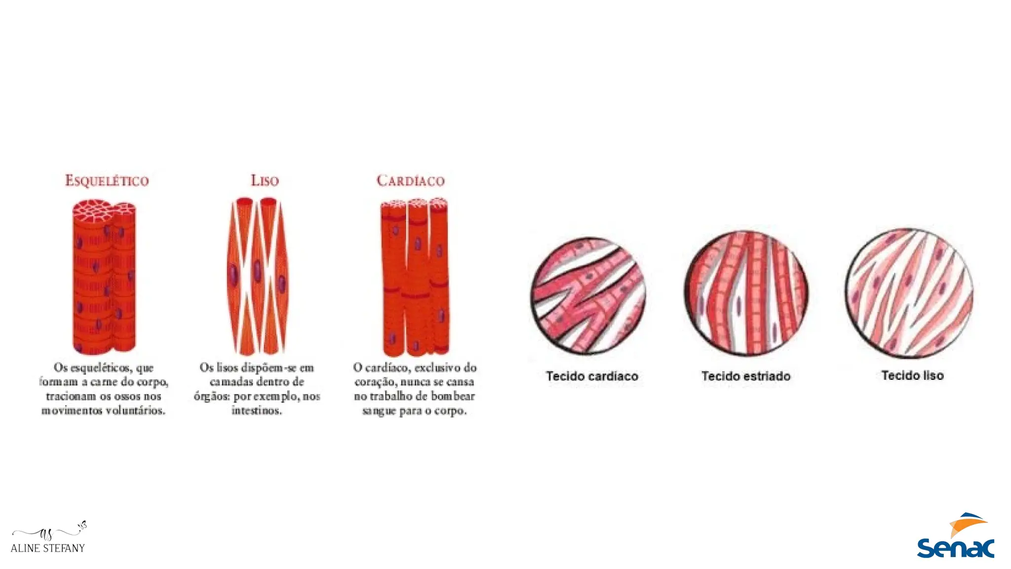 HISTOLOGIA - TECIDO MUSCULAR - Músculos | PPTX