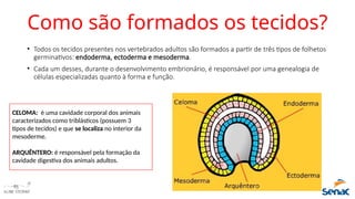 HISTOLOGIA - TECIDO MUSCULAR - Músculos | PPTX