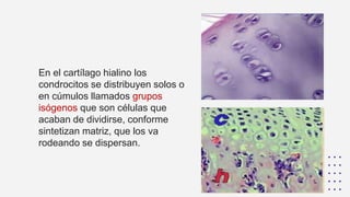 TEJIDO CARTILAGINOSO. Histología I pptx | PPTX
