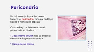 TEJIDO CARTILAGINOSO. Histología I pptx | PPTX