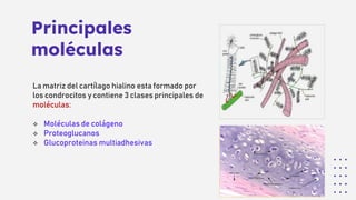 TEJIDO CARTILAGINOSO. Histología I pptx | PPTX