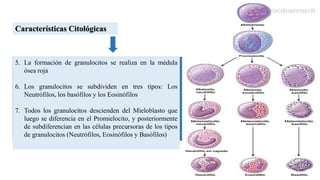 Histología tejido sanguíneo | PPT