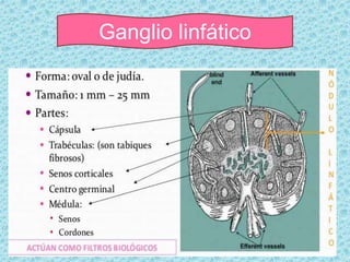 GANGLIO Y NODOS LINFÁTICOS (MEDICINA VETERINARIA | PPTX