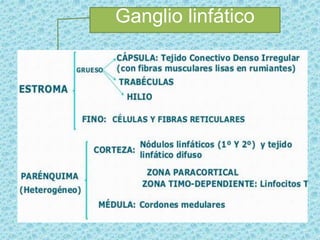GANGLIO Y NODOS LINFÁTICOS (MEDICINA VETERINARIA | PPTX