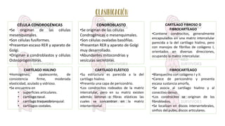 HISTOLOGIA TEORIA....................... | PDF