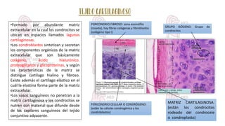 HISTOLOGIA TEORIA....................... | PDF