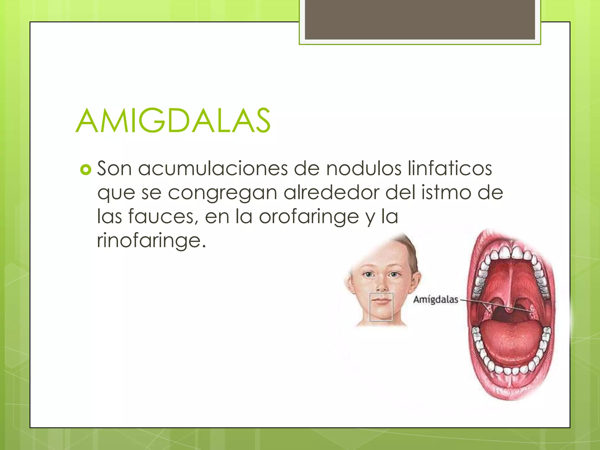 Histologia amigdalas | PPTX | Ear, Nose and Throat Conditions ...