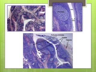 Histología De Las Amígdalas Faríngeas
