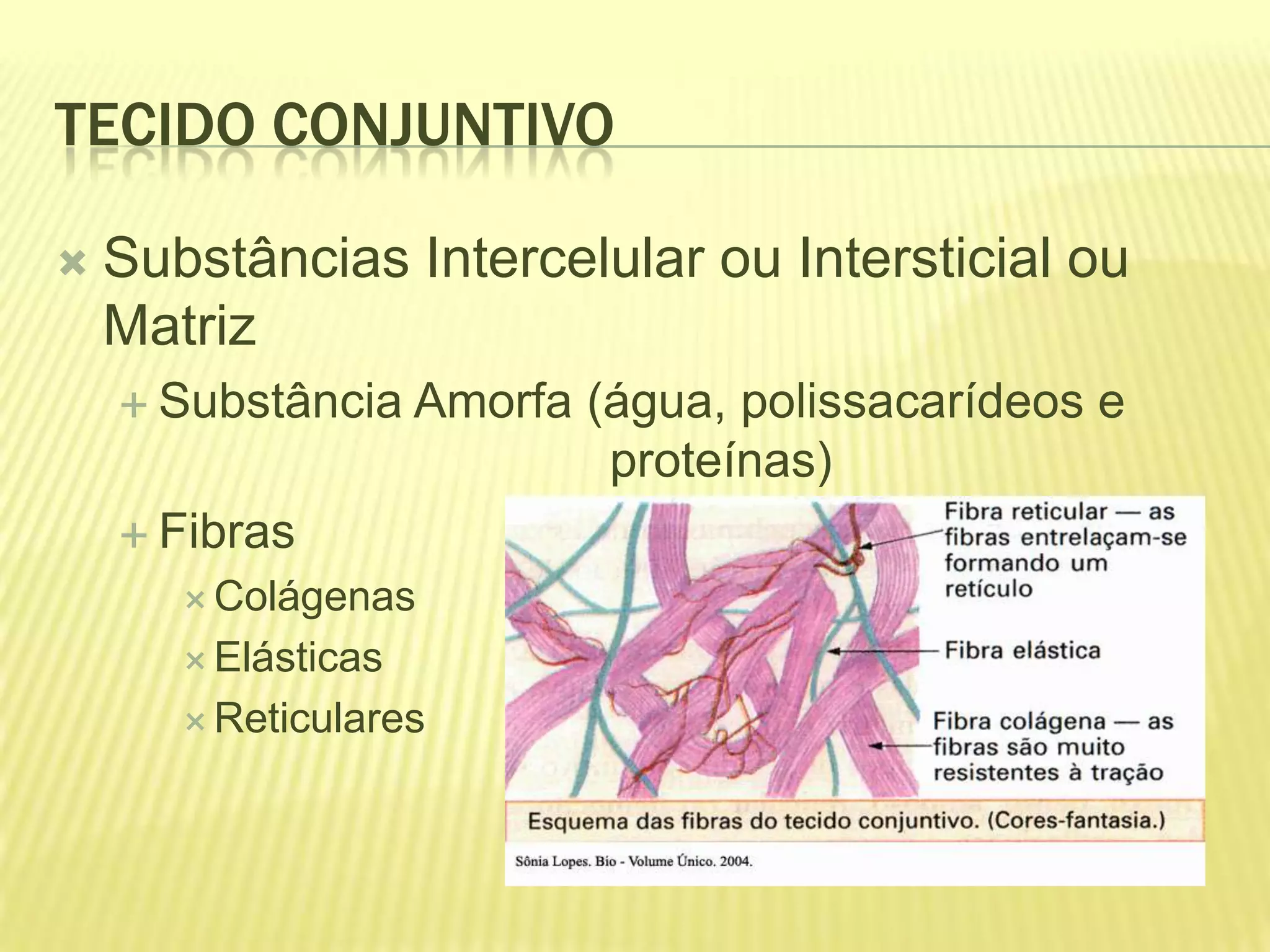 Histologia animal tecido conjuntivo | PPT