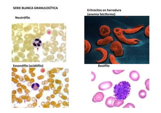 Histologia Animal 1º Bto | PDF