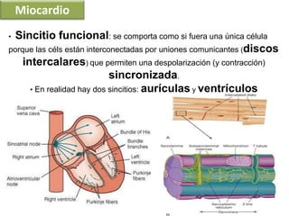 HISTOLOGIA APARATO CARDIOVASCULAR.pptx