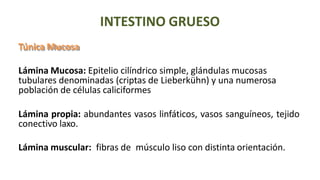 HISTOLOGIA APARATO DIGESTIVO.pptx
