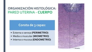 Histologia Aparato reproductor femenino | PPTX
