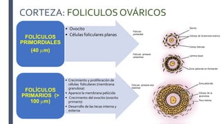 Histologia Aparato reproductor femenino | PPTX