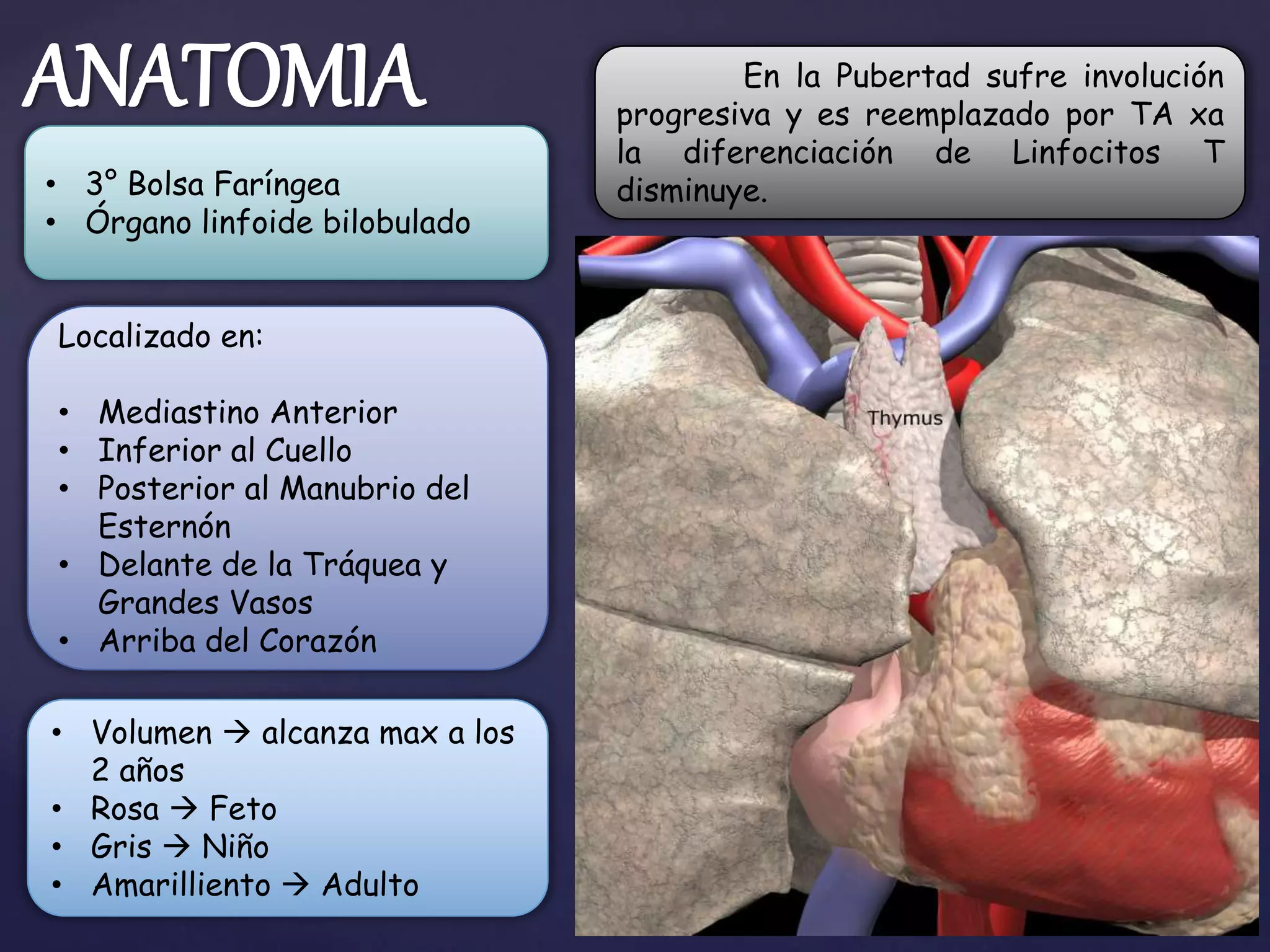 Histologia Bazo y Timo | PPT