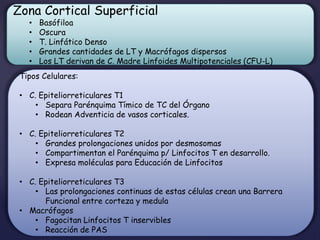 Histologia Bazo y Timo | PPTX