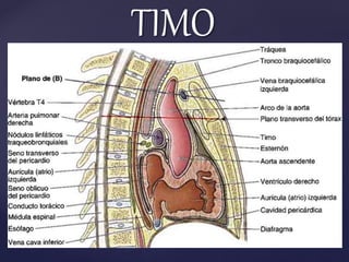 Timo Anatomia