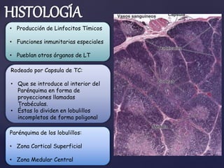 Timo Histologia