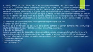 Histologia Bucodentaria: Embriologia Dentaria | PPTX