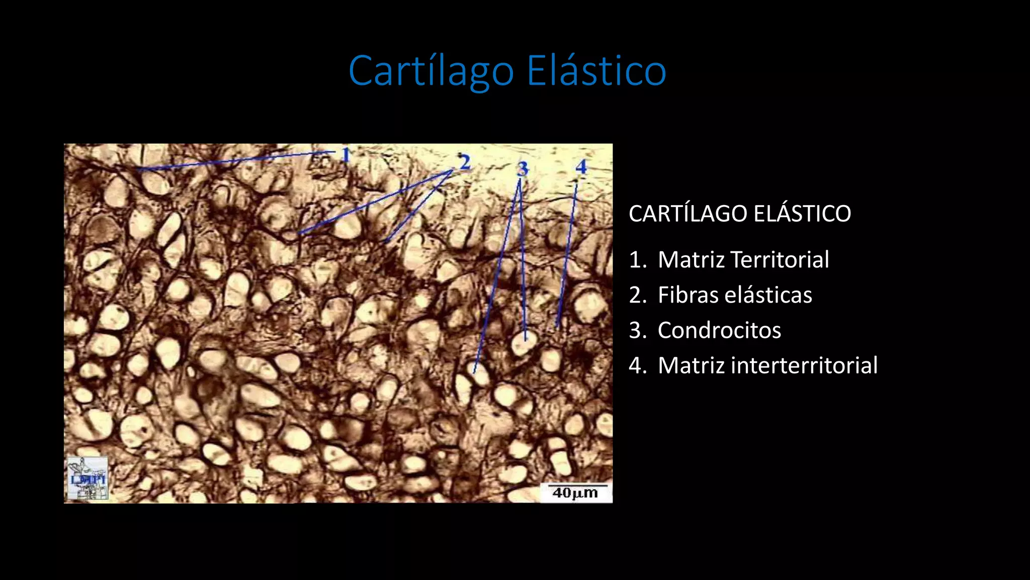 histologia cartilago .pptx