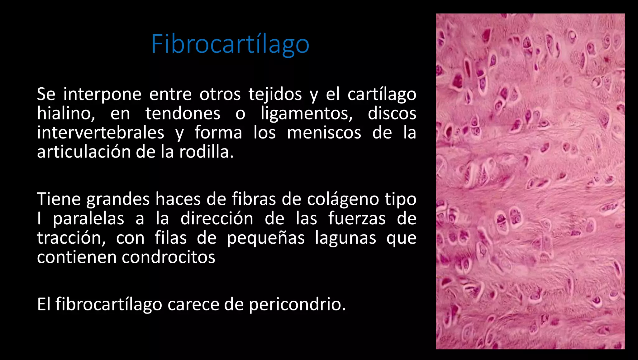 histologia cartilago .pptx