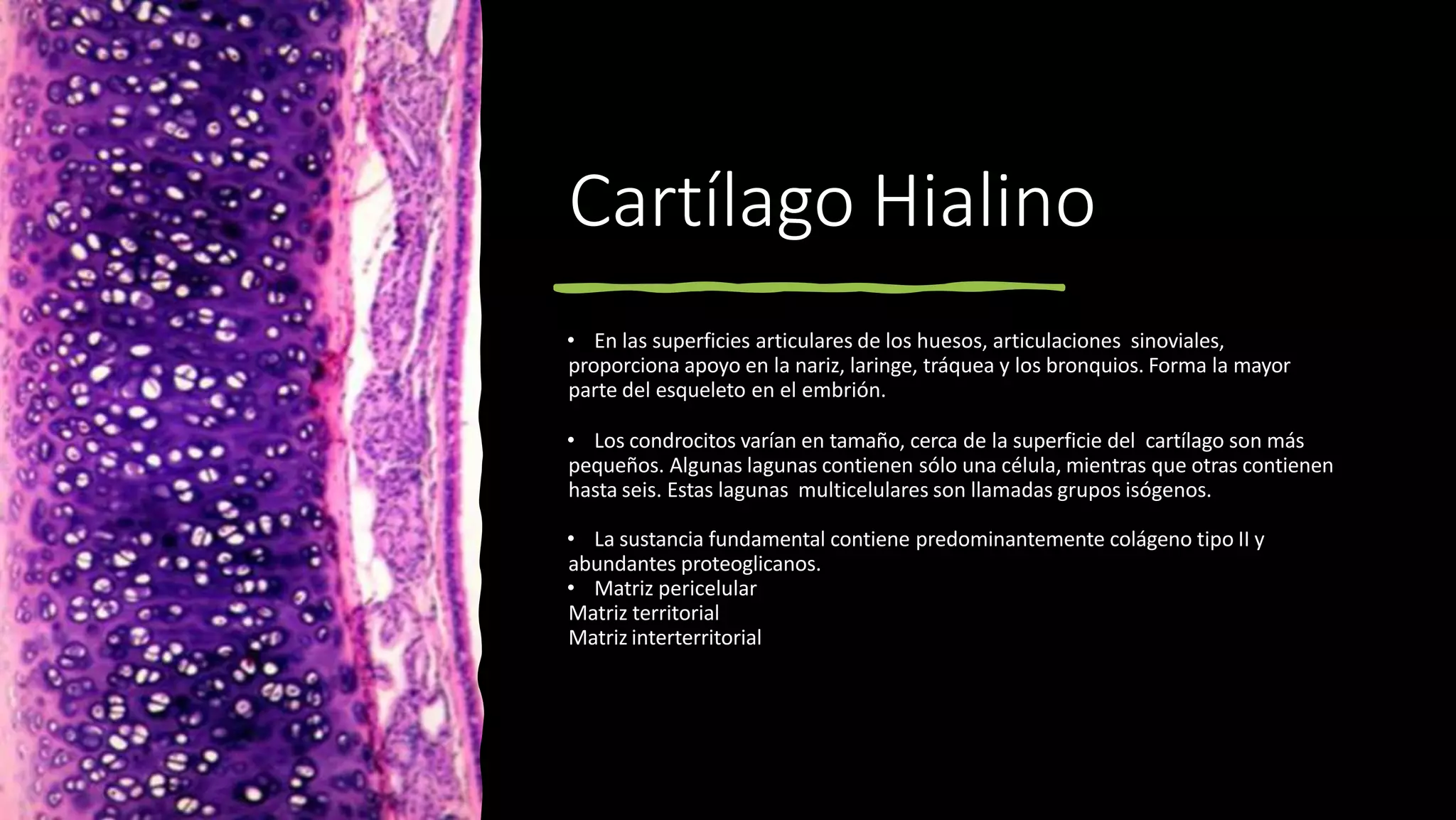 histologia cartilago .pptx