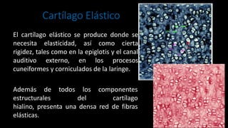 histologia cartilago .pptx
