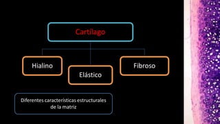 histologia cartilago .pptx