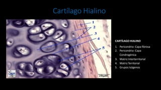 histologia cartilago .pptx