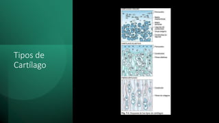 histologia cartilago .pptx