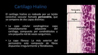 histologia cartilago .pptx