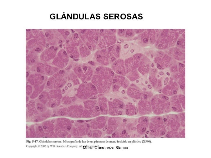 Histologia Ciencia de Tejidos cony