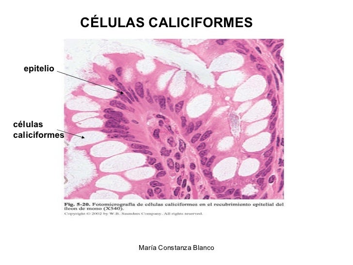 Histologia Ciencia de Tejidos cony