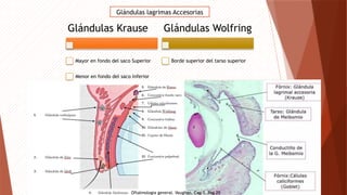Histologia Conjuntiva Y Esclera Histologia Conjuntiva Y Esclera Pptx