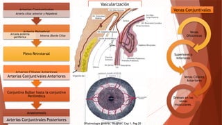 histologia conjuntiva y esclera histologia conjuntiva y esclera | PPTX