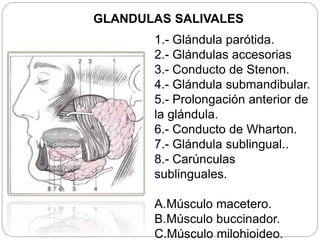 Histologia de glandulas salivales | PPTX