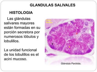 Modelo De Glándulas Salivales Etiquetado