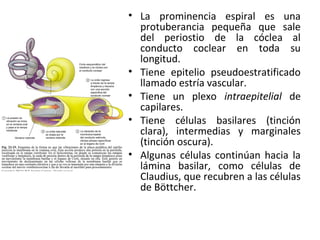Histologia de la_audicion | PPT