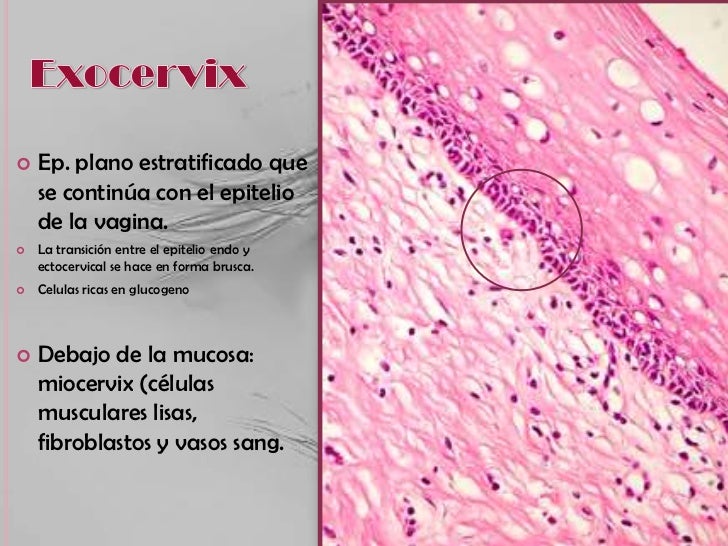 Endocervix Y Exocervix Organos Genitales Femeninos