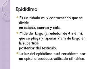 Histologia del aparato reproductor masculino | PPT
