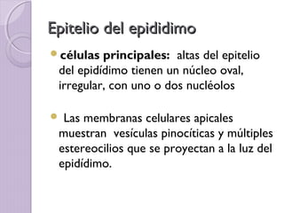 Histologia del aparato reproductor masculino | PPT