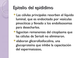 Histologia del aparato reproductor masculino | PPT