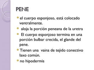 Histologia del aparato reproductor masculino | PPT