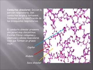 Histologia del aparato respiratorio | PPT