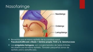 Histología del Aparato Respiratorio____ | PPTX