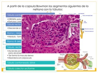 Histologia del aparato urinario (1) | PPTX