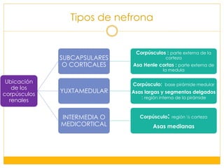 Histologia del aparato urinario (1) | PPTX