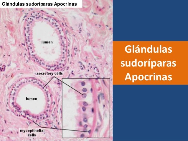 Histología de la piel